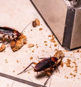 Roach Control | Roach Exterminator | JDA Pest Control