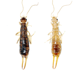 Pest Library | Common Pennsylvania Pests | JDA Pest Control