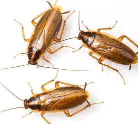 Pest Library | Common Pennsylvania Pests | JDA Pest Control